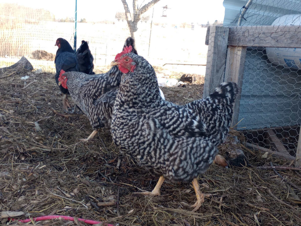 How to Merge Two Flocks of Chickens: A Primer on Chicken Social Skills ...