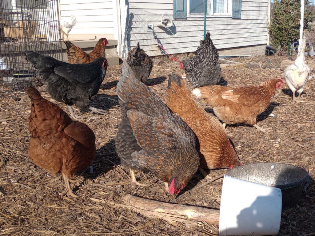 How to Merge Two Flocks of Chickens: A Primer on Chicken Social Skills ...
