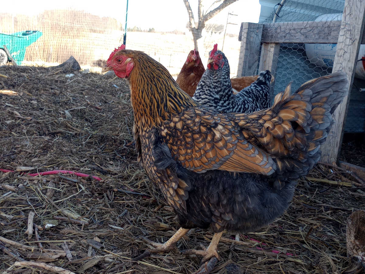 How to Merge Two Flocks of Chickens: A Primer on Chicken Social Skills ...